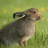 Irish hare — Mammal Society
