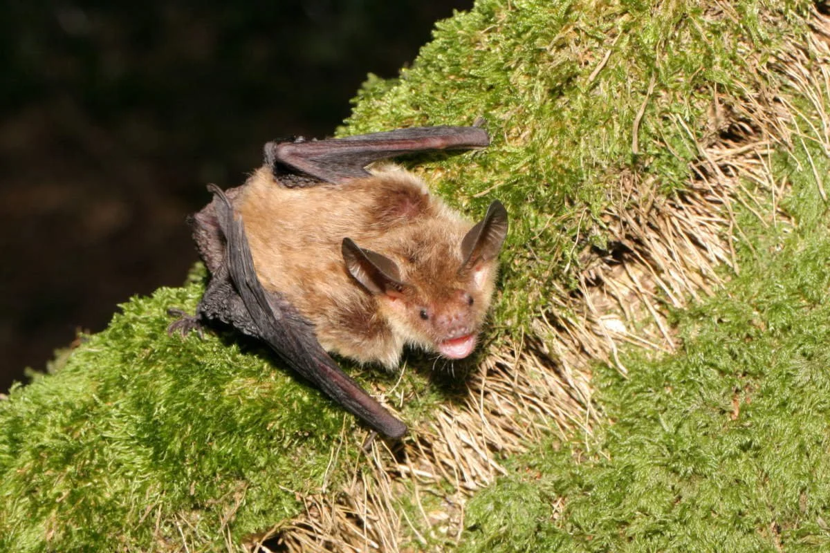 Bechstein’s Bat — Mammal Society