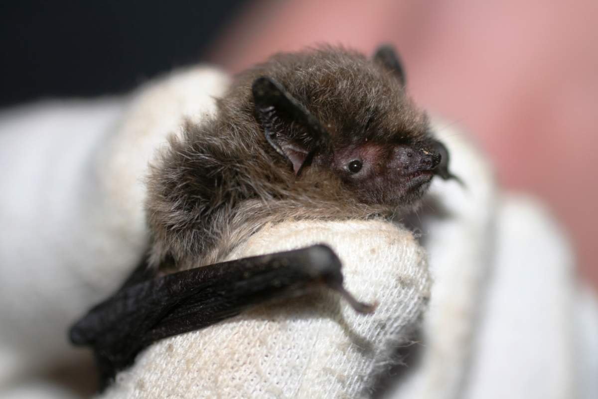 Daubenton’s Bat — Mammal Society