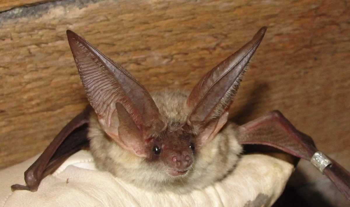 Grey Long-Eared Bat — Mammal Society