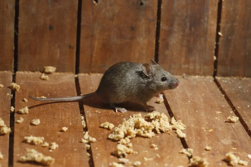 House mouse — Mammal Society