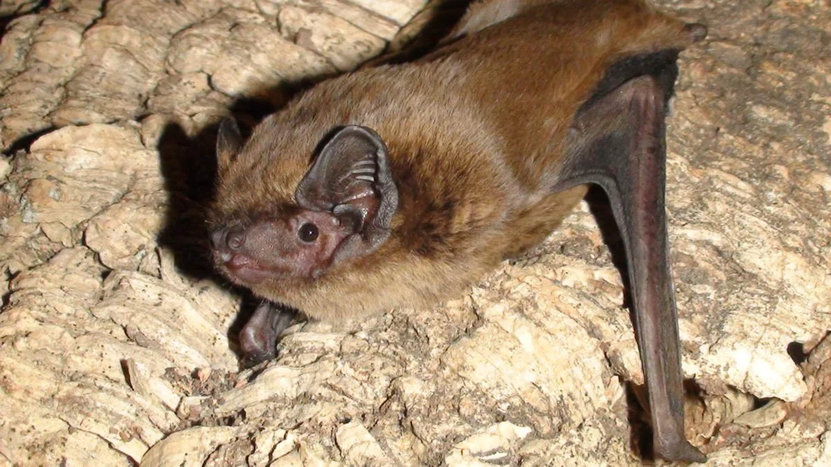 Leisler’s Bat — Mammal Society