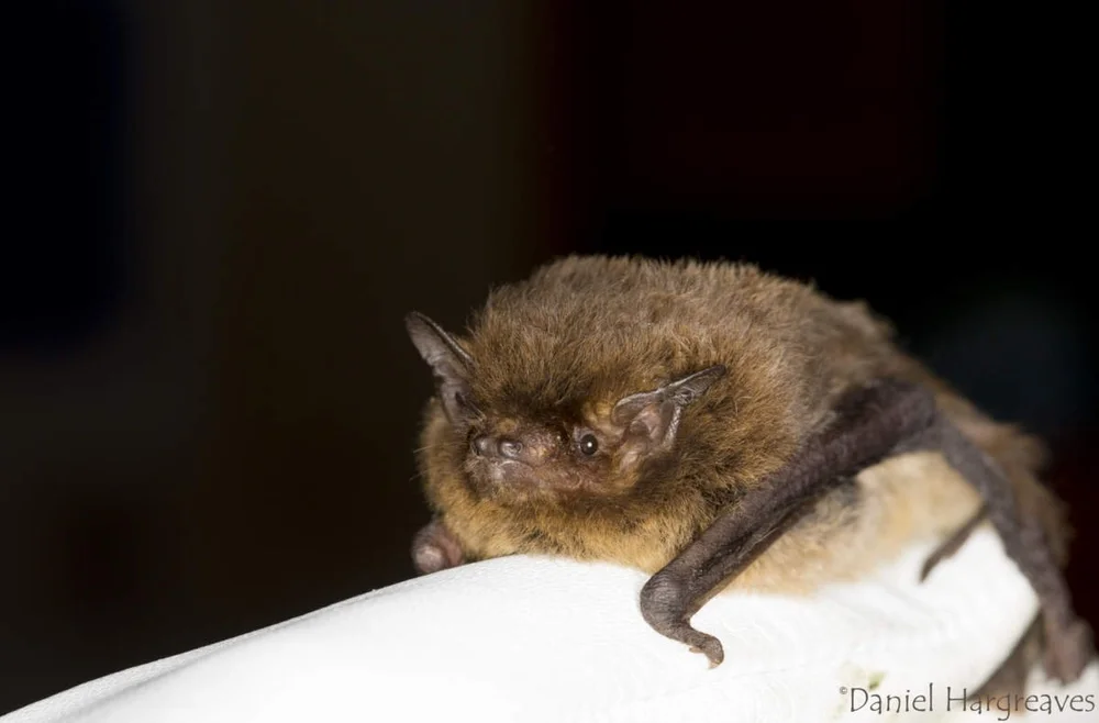 Nathusius’ Pipistrelle Bat — Mammal Society