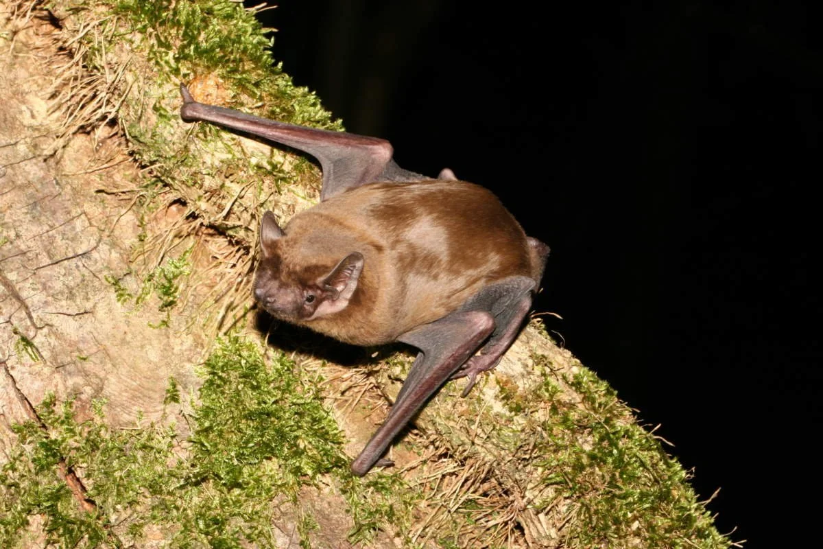 Noctule Bat — Mammal Society