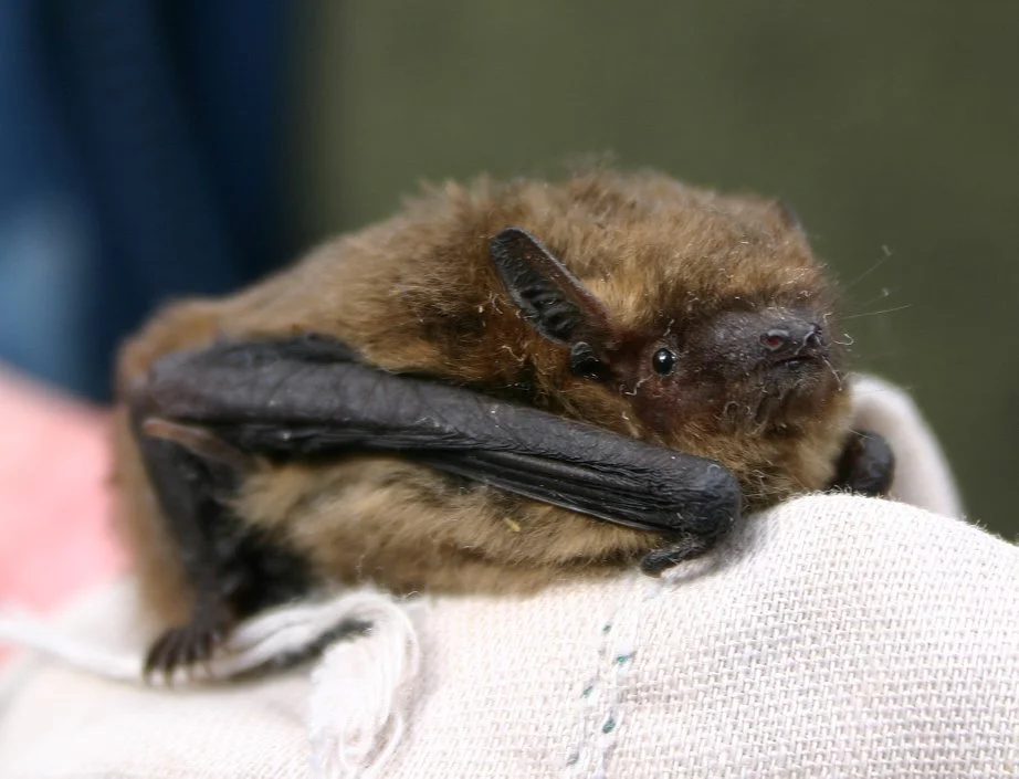 Soprano Pipistrelle Bat — Mammal Society