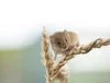 National Harvest Mouse Survey — Mammal Society