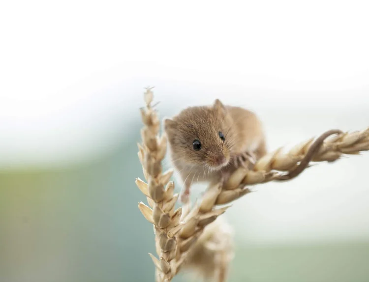 National Harvest Mouse Survey — Mammal Society