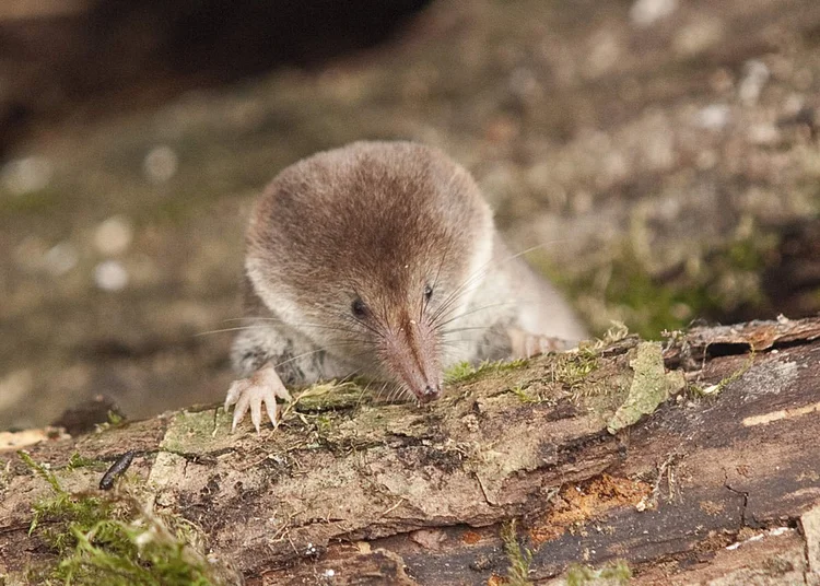 Water shrew — Mammal Society
