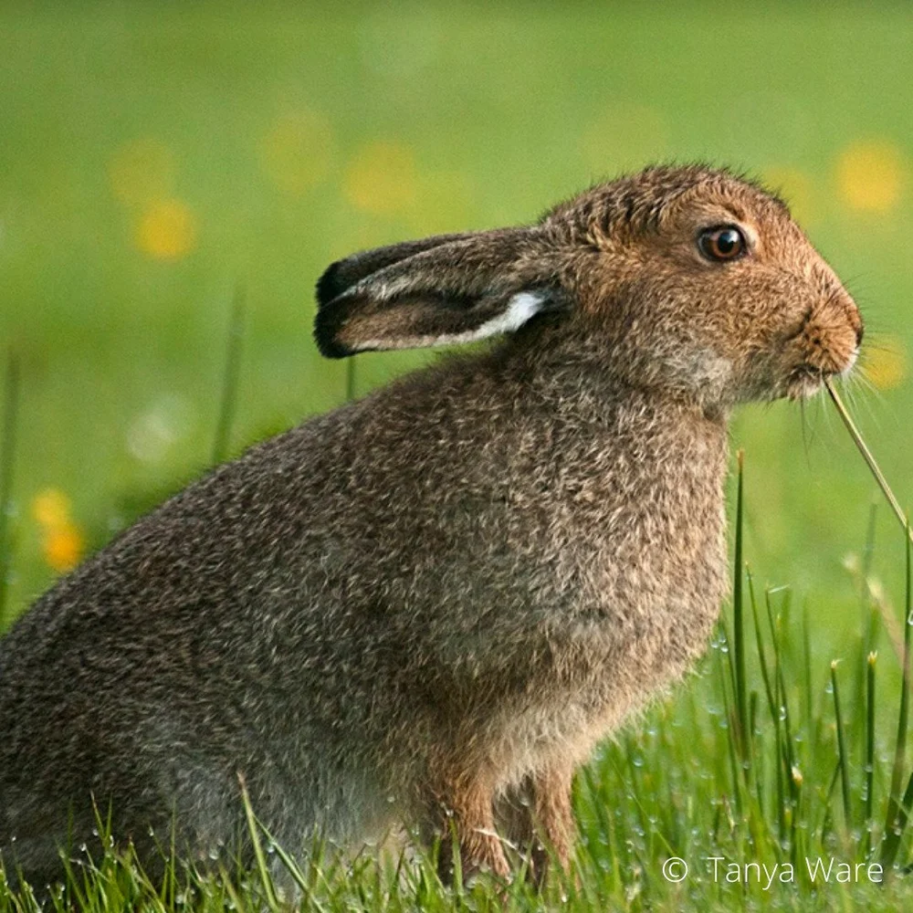 British mammals — Mammal Society