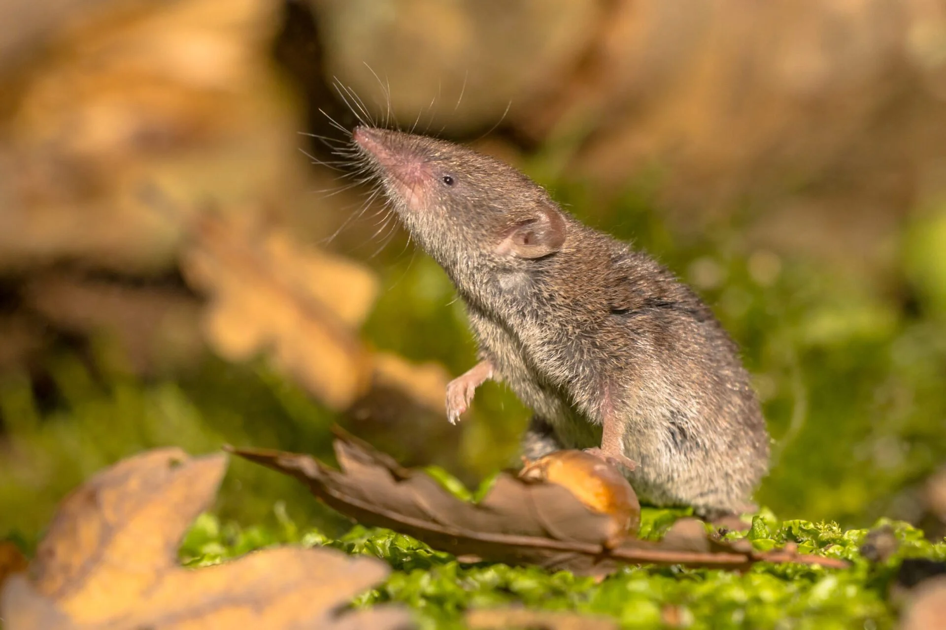 Pygmy shrew — Mammal Society