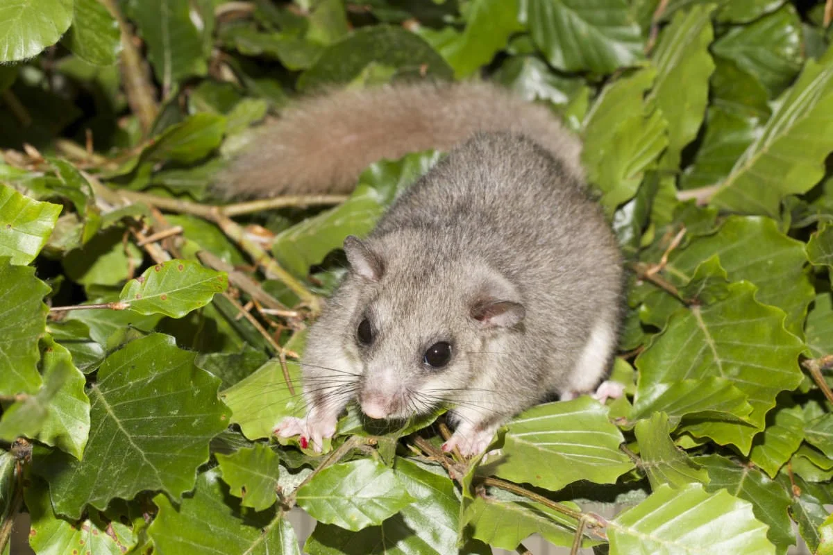 Edible Dormouse Mammal Society