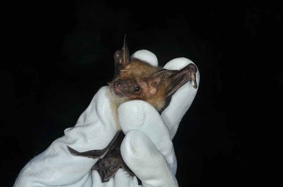 Greater Mouse-Eared Bat — Mammal Society