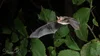 Natterer’s Bat — Mammal Society