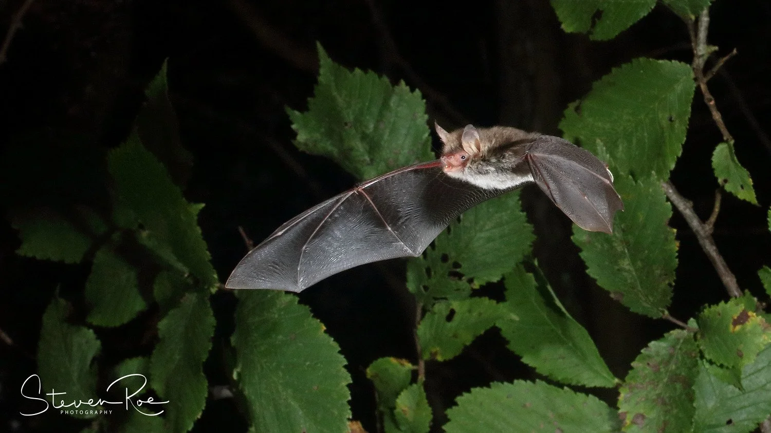 Natterer’s Bat — Mammal Society
