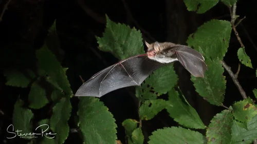 Natterer’s Bat — Mammal Society
