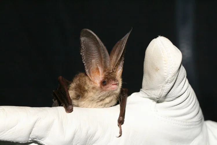 Brown Long-Eared Bat — Mammal Society