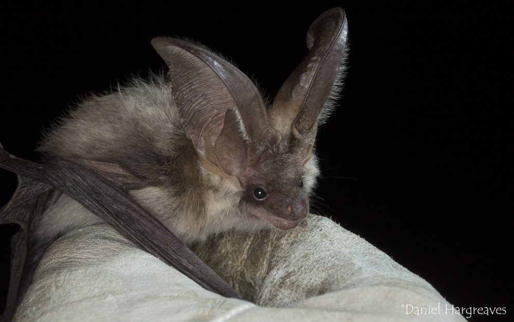 Grey Long-Eared Bat — Mammal Society