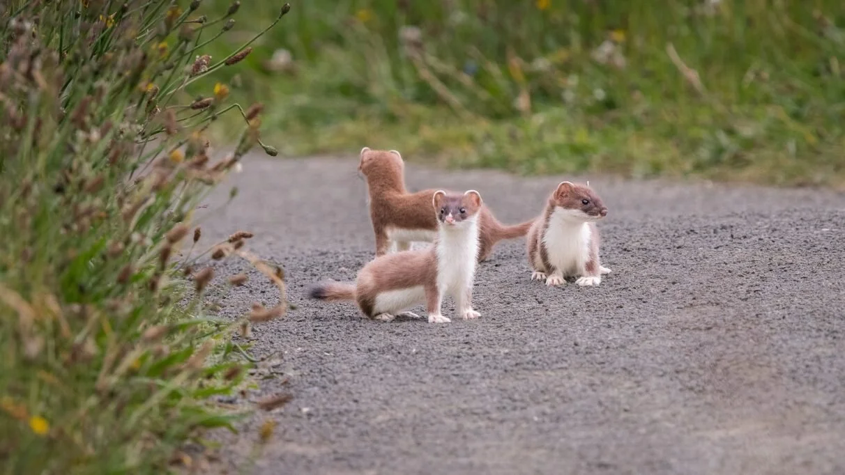 Basic Mammal Identification Training — Mammal Society