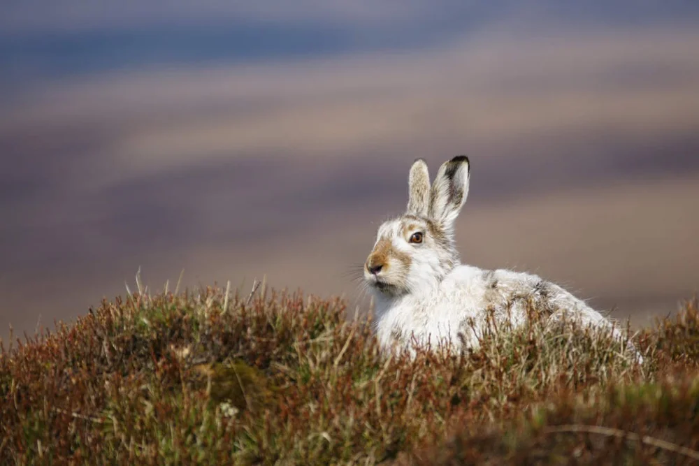 Brown hare — Mammal Society
