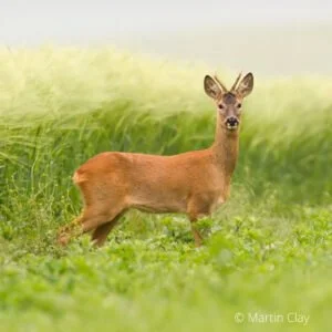 Roe deer — Mammal Society