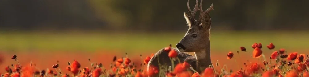 Roe deer — Mammal Society