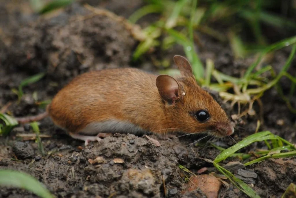 Yellow-necked mouse — Mammal Society