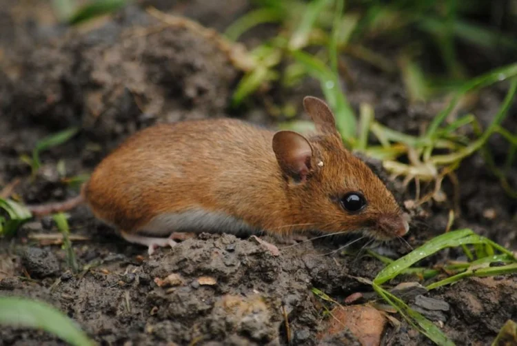 Yellow-necked mouse — Mammal Society
