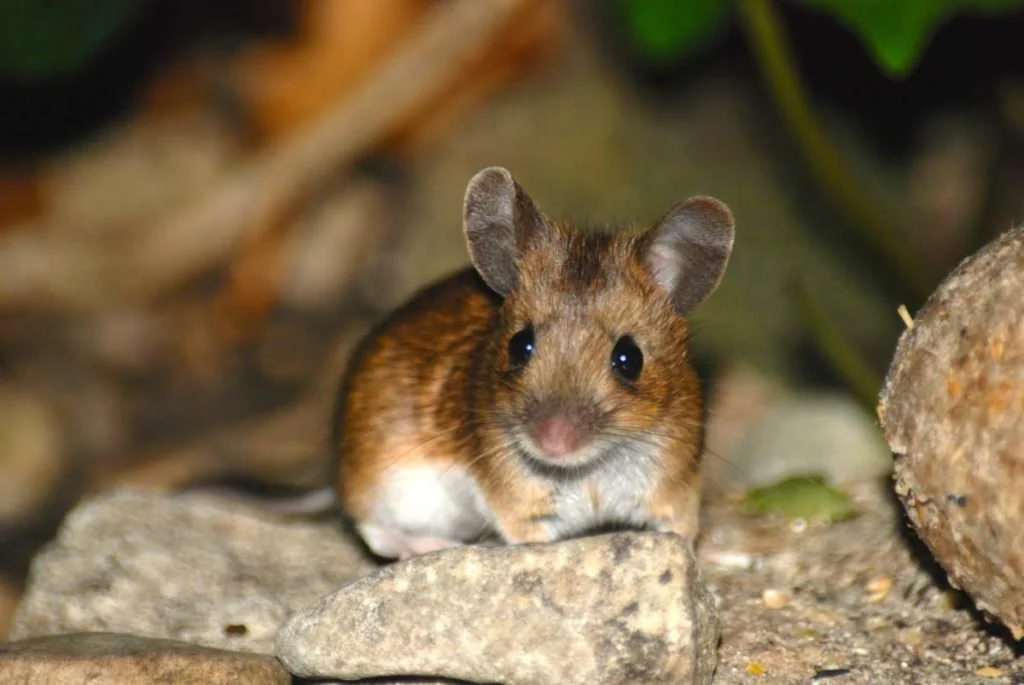 Field vole — Mammal Society