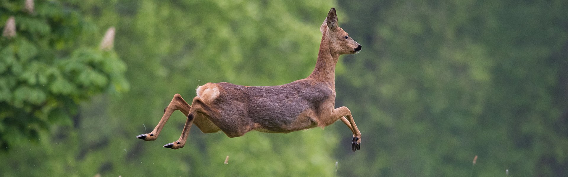 Roe deer — Mammal Society