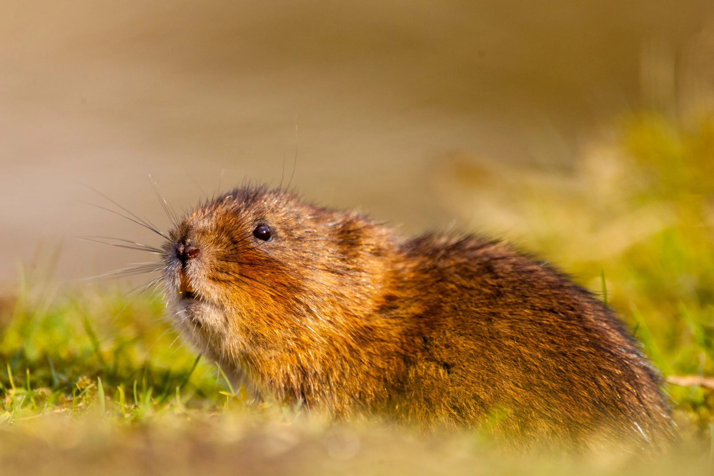 Threatened Species Recovery Actions for England — Mammal Society