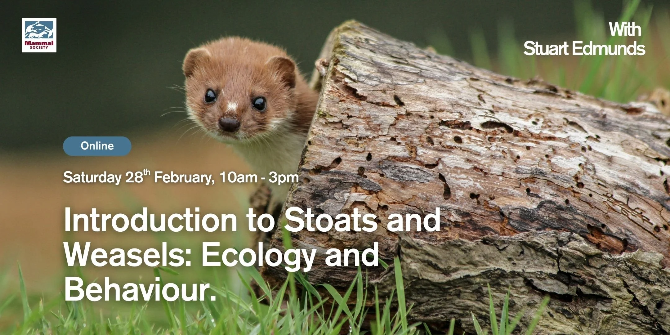 Introduction to Stoats and Weasels: Ecology and Behaviour (Online ...