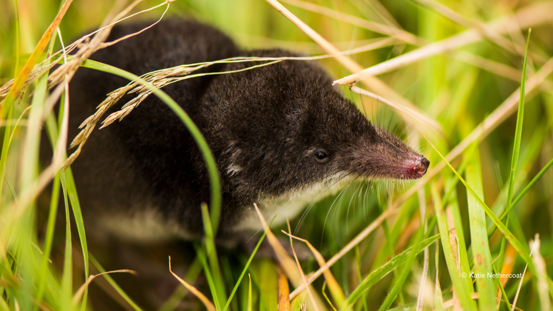 Water shrew — Mammal Society