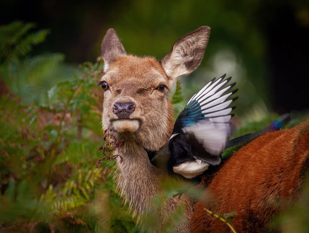 Mammal Photographer of the Year 2024 Winners Announced! — Mammal Society