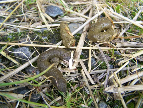 Identify poo — Mammal Society