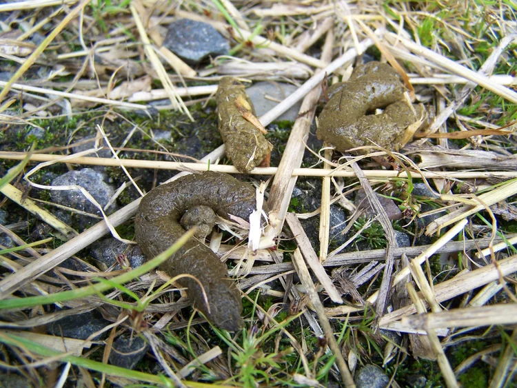 Identify poo — Mammal Society