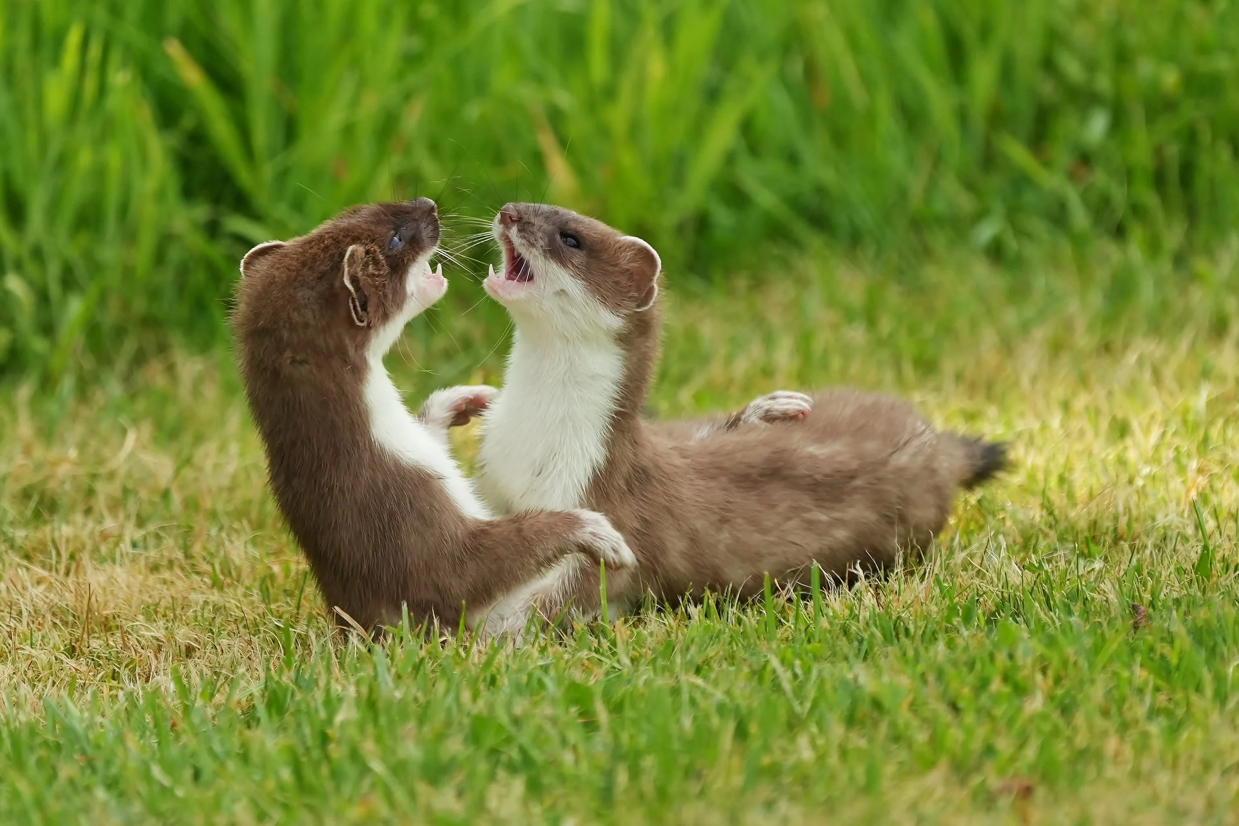 Stoat — Mammal Society