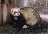 Polecat — Mammal Society