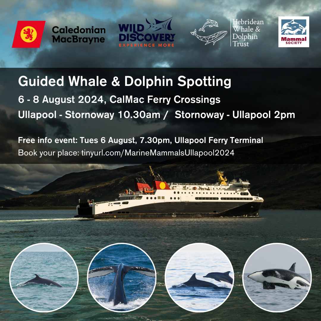 Summer Events and Engagement — Mammal Society