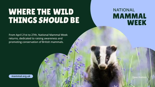 National Mammal Week — Mammal Society