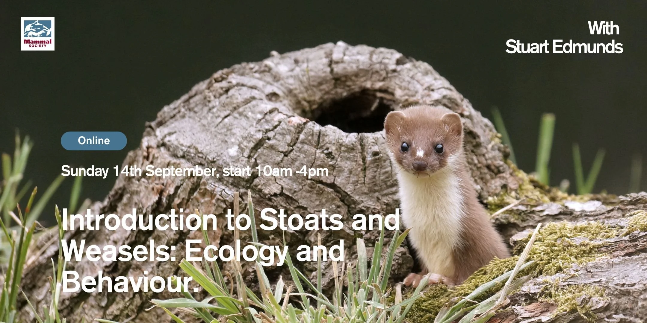 Introduction to Stoats and Weasels: Ecology and Behaviour (Online ...