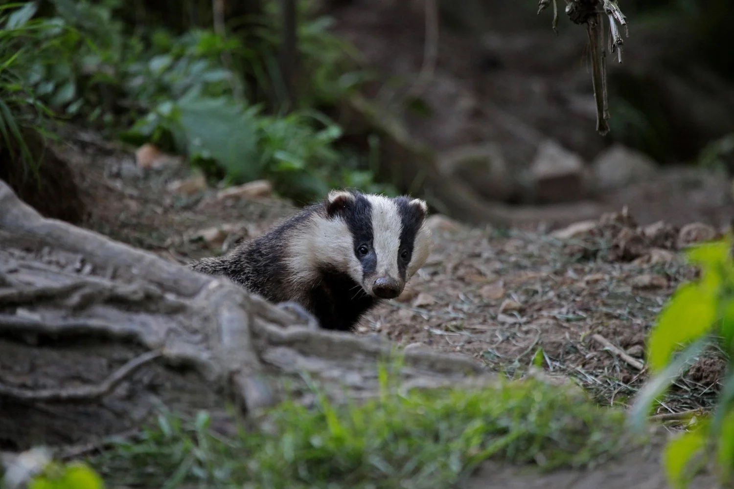 Badgers and Bovine Tuberculosis — Mammal Society