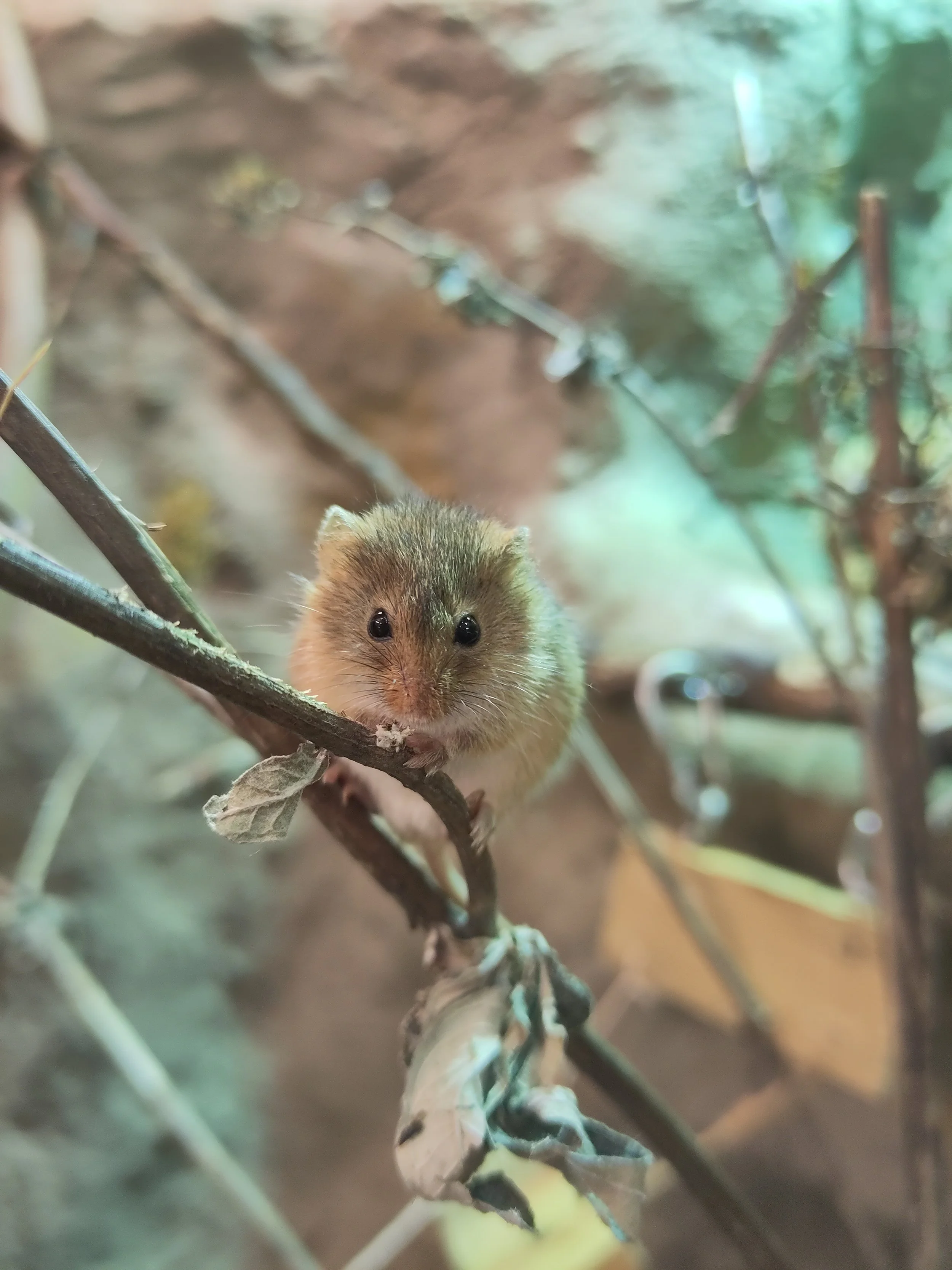 The Harvest Mouse Almanac — Mammal Society