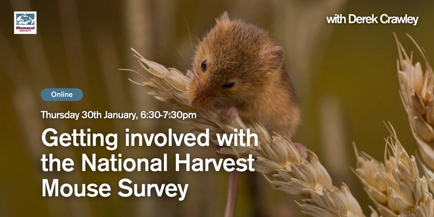 Getting involved with the National Harvest Mouse Survey — Mammal Society