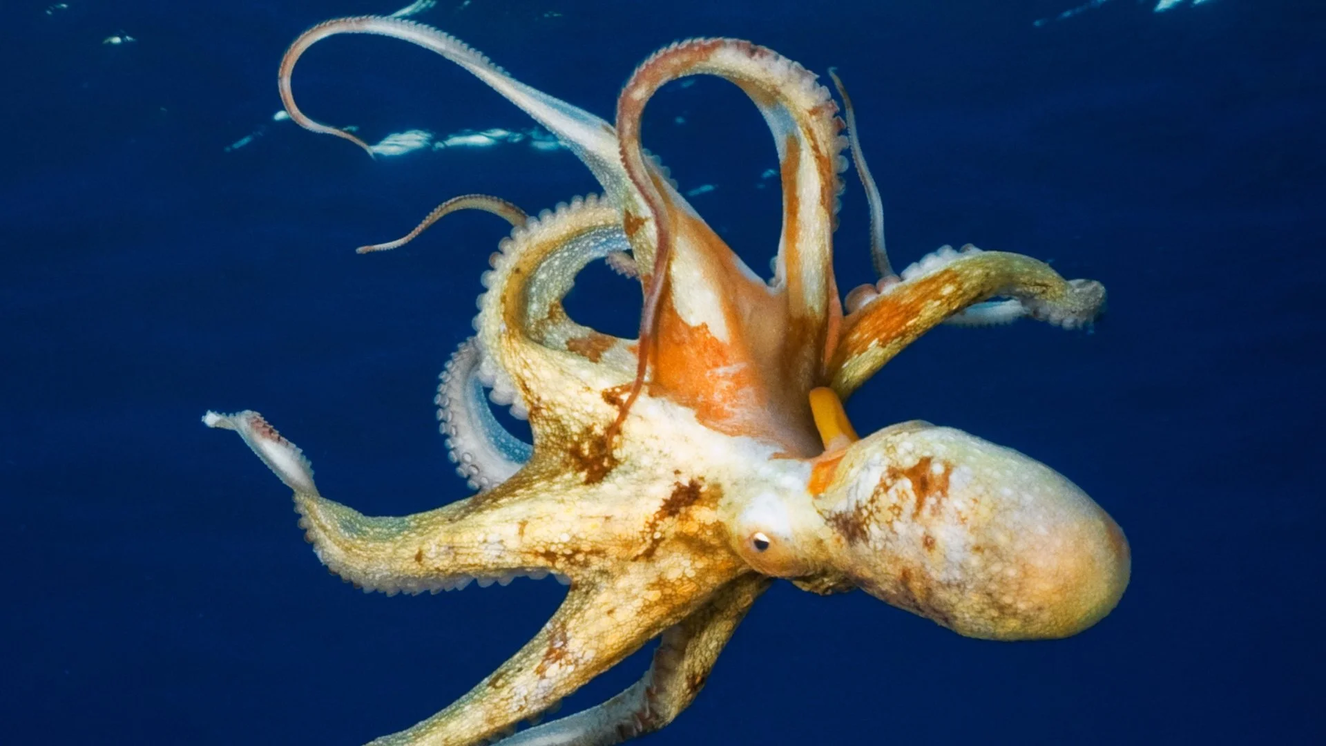 Free webinar: Animal consciousness in mammals and beyond — Mammal Society