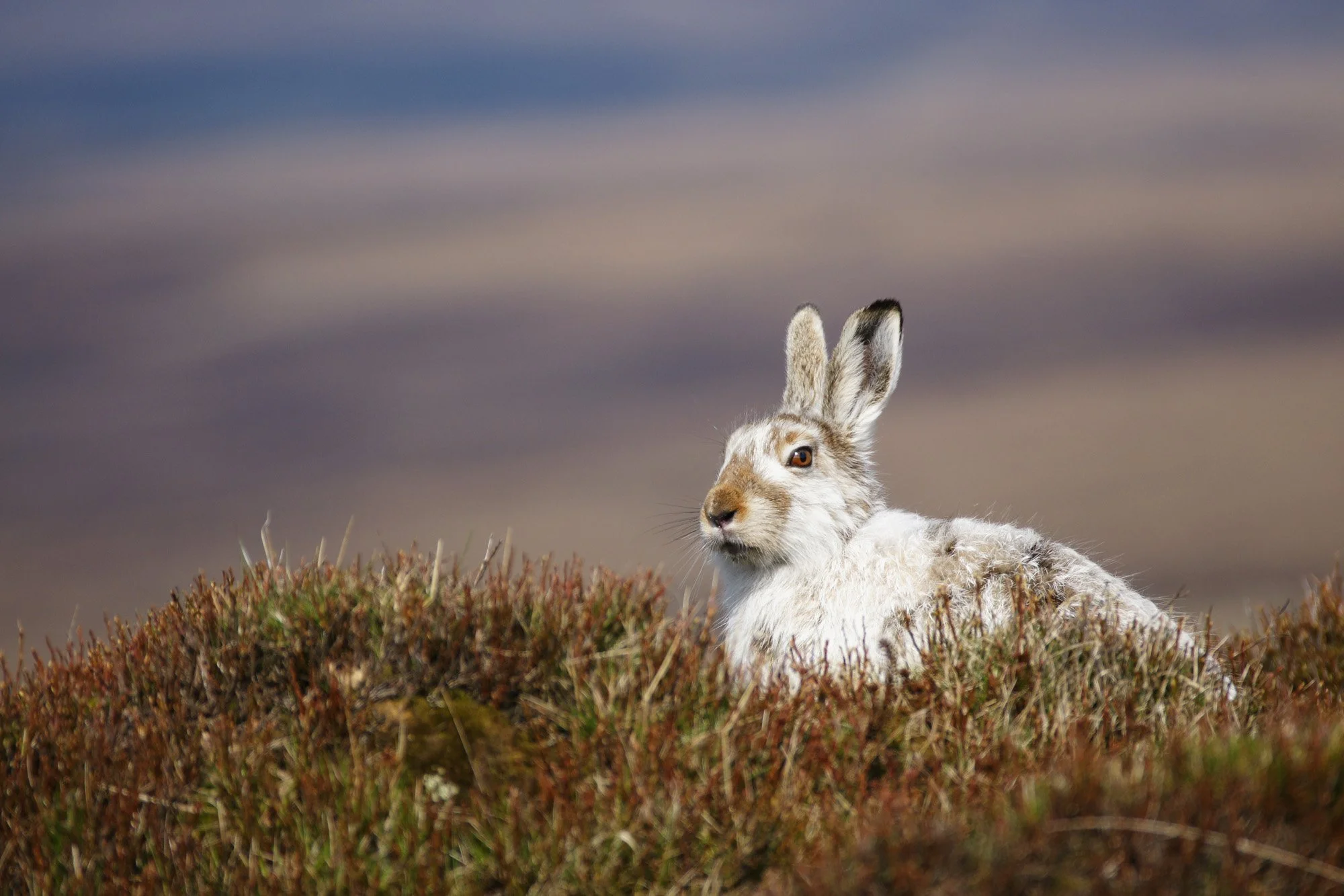 British mammals — Mammal Society