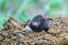 All about Moles… — Mammal Society