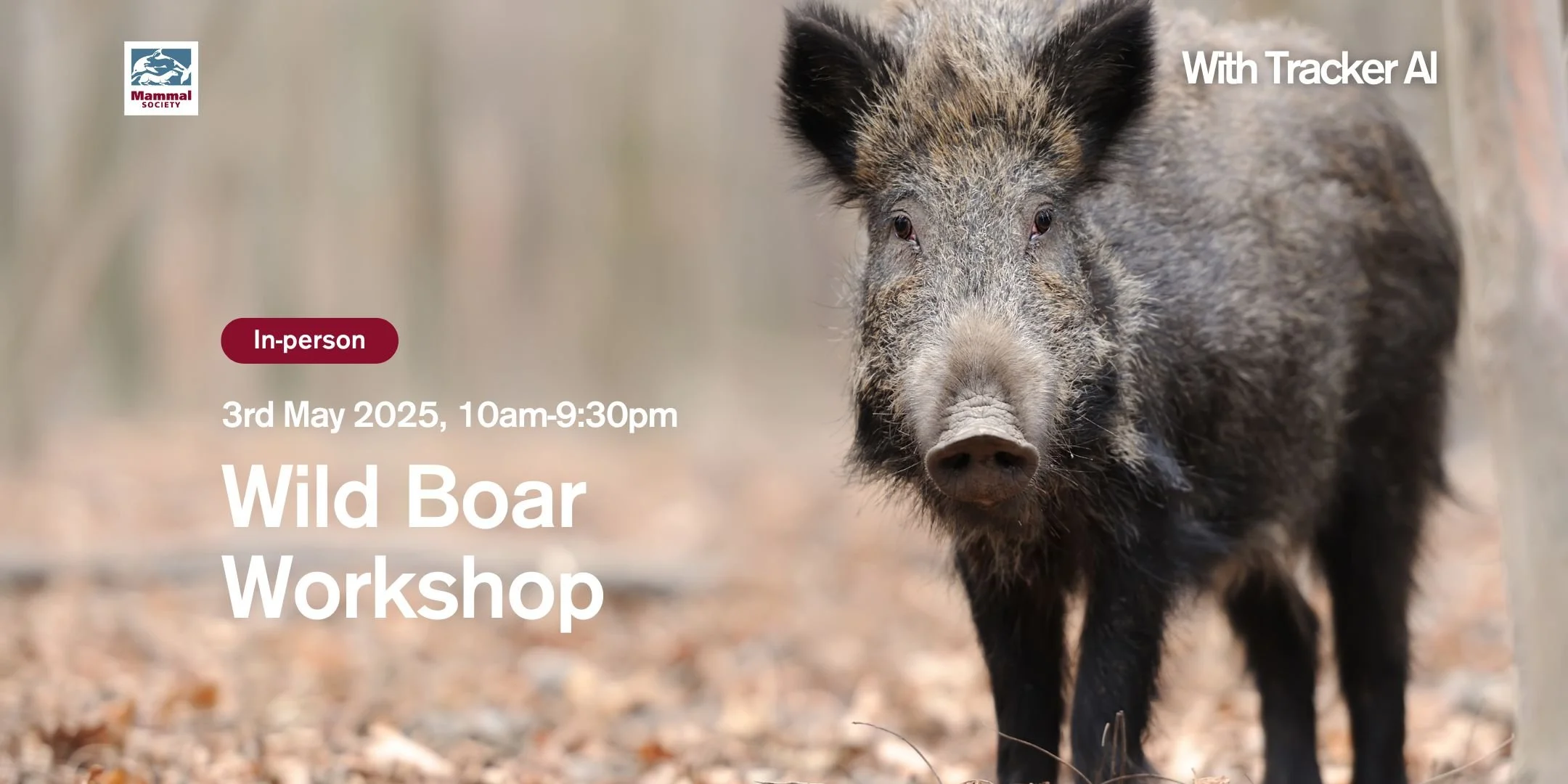Wild Boar Workshop (In-person) — Mammal Society
