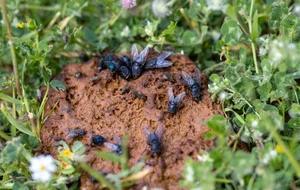 Identify poo — Mammal Society