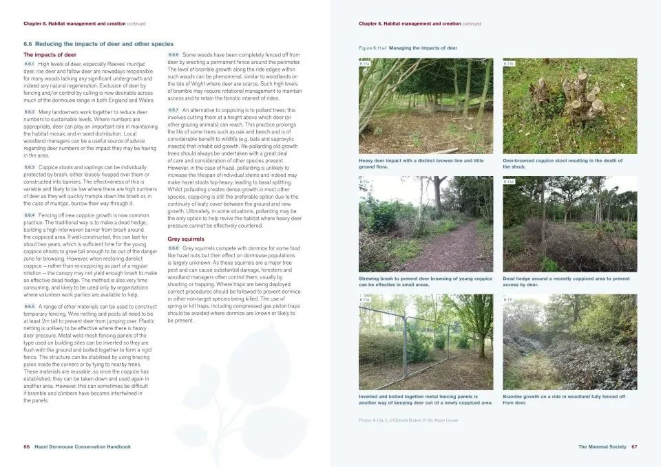 Hazel Dormouse Conservation Handbook (e-book) — Mammal Society