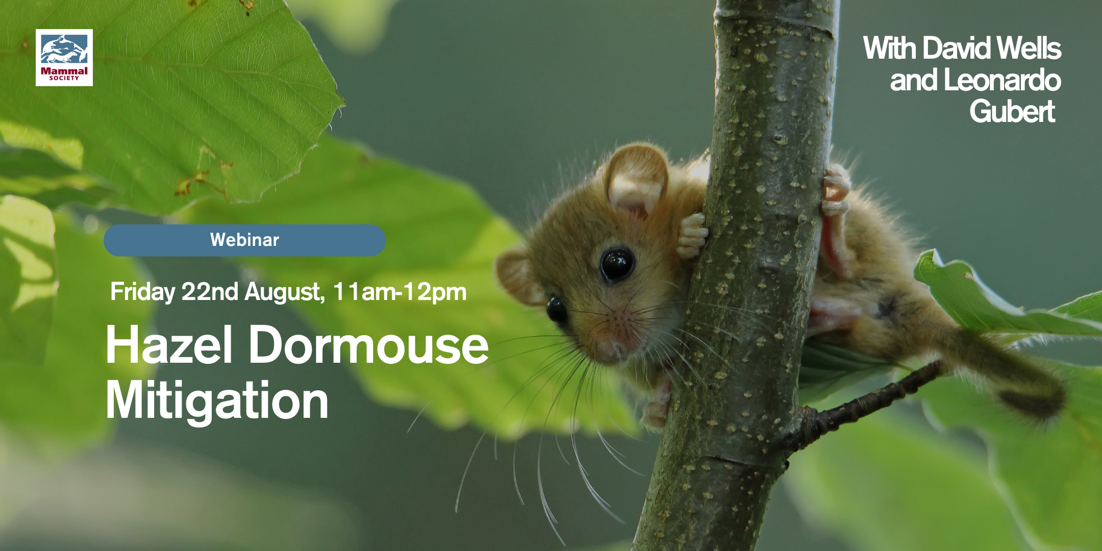 Hazel Dormouse Mitigation — Mammal Society